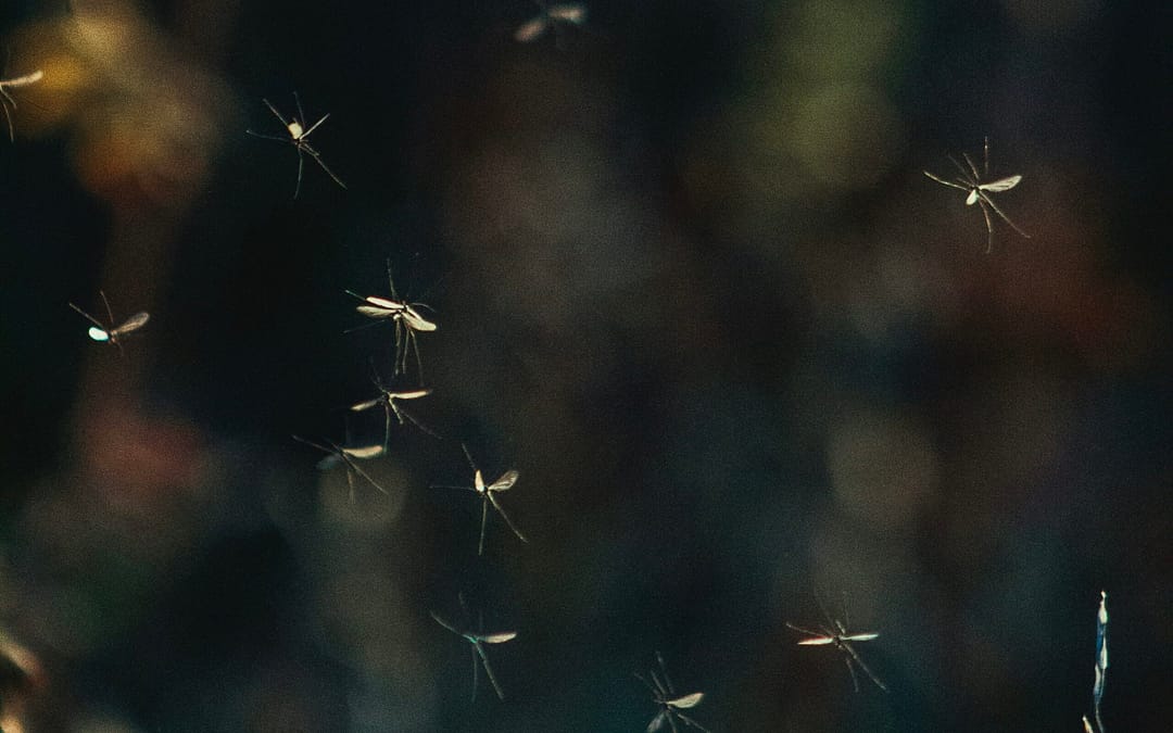 Getting Rid of Gnats in Your RV – Fulltime Families