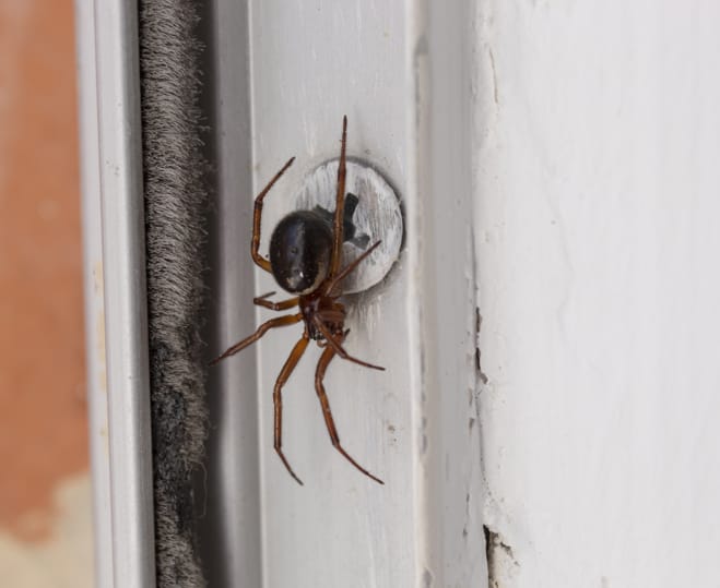 Automated Insect Misting Systems - Broken Arrow Pest Control