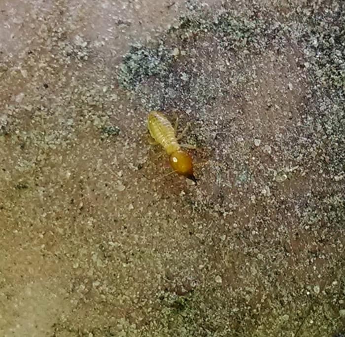 Identifying Common Termite Species in Southeast Texas and How to ...